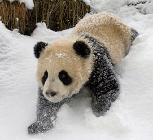 J-TWO-O: At least SOMEONE is enjoying all the snow