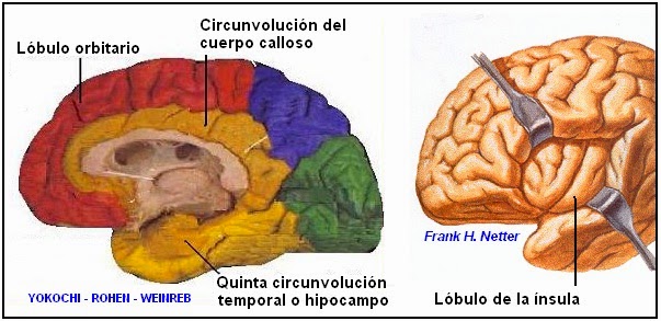 CLASES DE MEDICINA: NEUROLOGIA 1