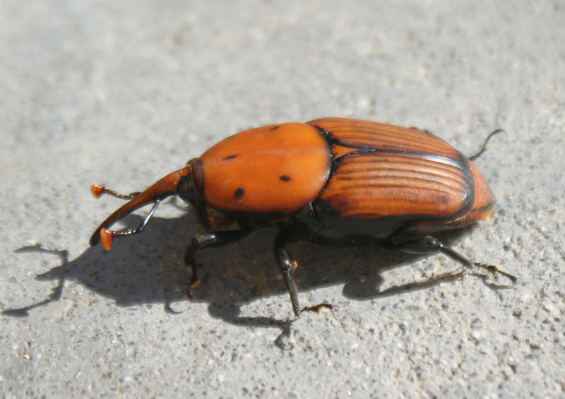 La Guarida: El picudo rojo