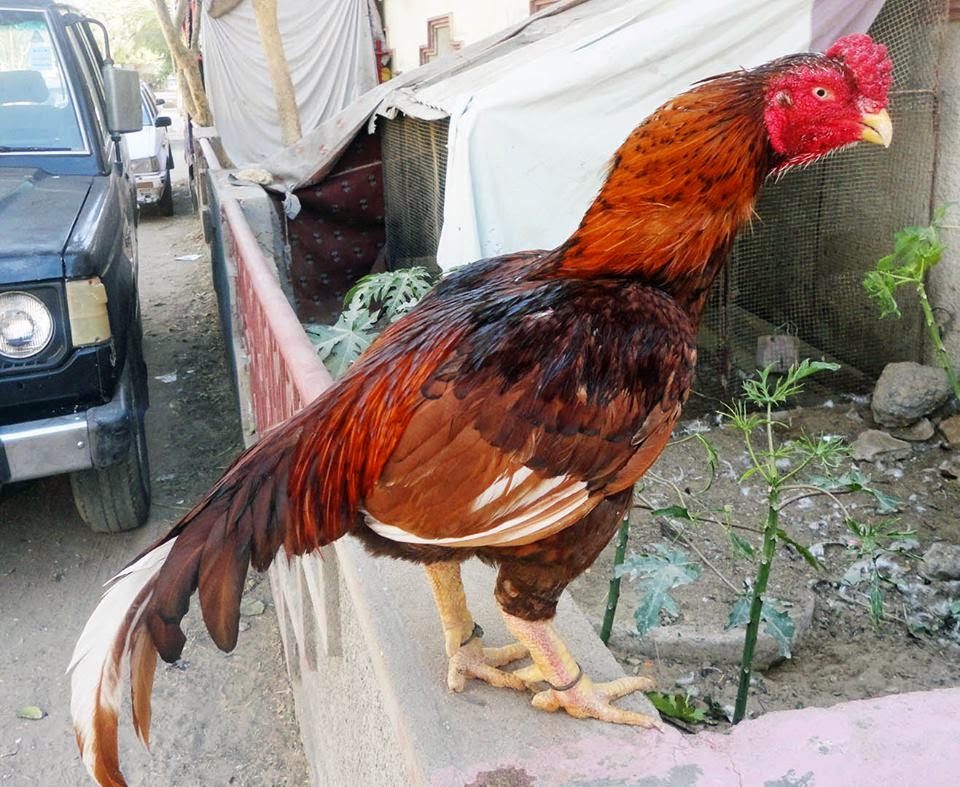 Syed Hammad Precious Aseels ~ Pakistani Aseel Photos