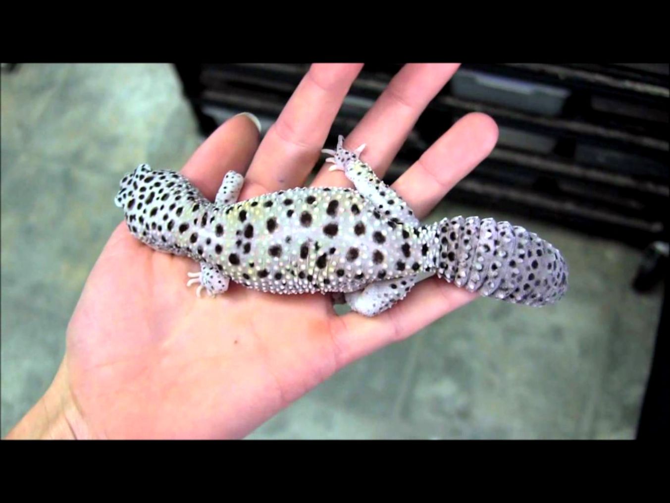 Pink Leopard Gecko | Amazing Wallpapers