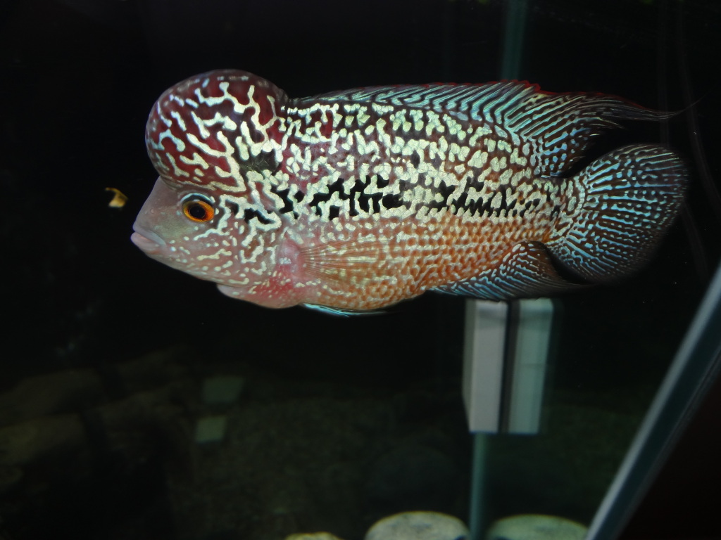 Flowerhorn The Hybrid Cichlids: King Kamfa from Lee