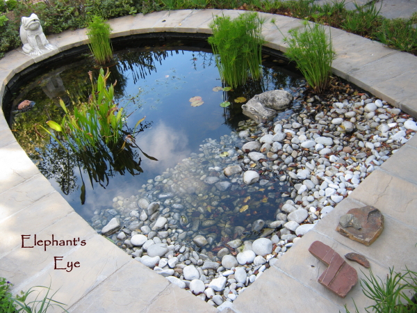 Dwarf papyrus Cyperus prolifer in Froggy Pond