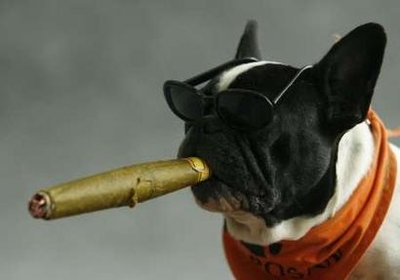 Pictures of Animals Smoking