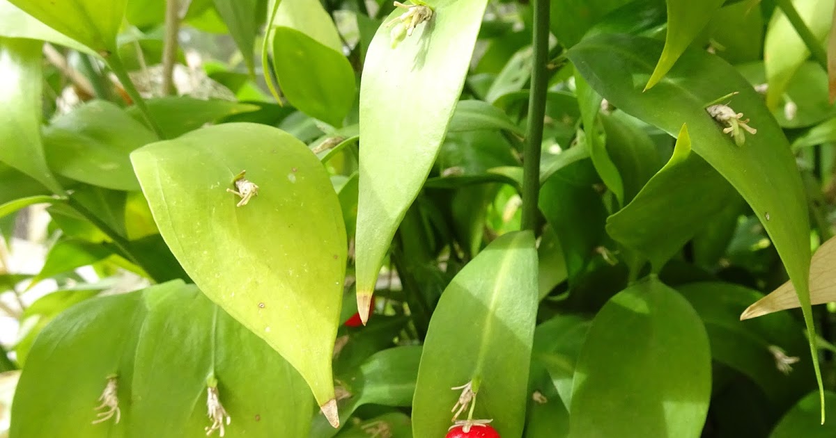 HERBARIO VIRTUAL DE BANYERES DE MARIOLA Y ALICANTE: Ruscus hypophyllum ...
