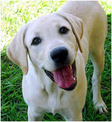 Como Adiestrar a tu Perro.: Adiestrar Perros