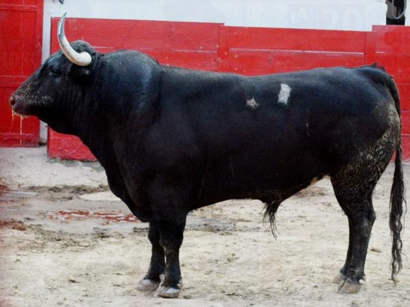 Lascosasdeltoro: Toros de Jaral de Peñas para Guadalajara.