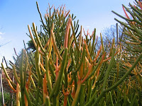 Suplementos alimentares: Suplementos de efedrina