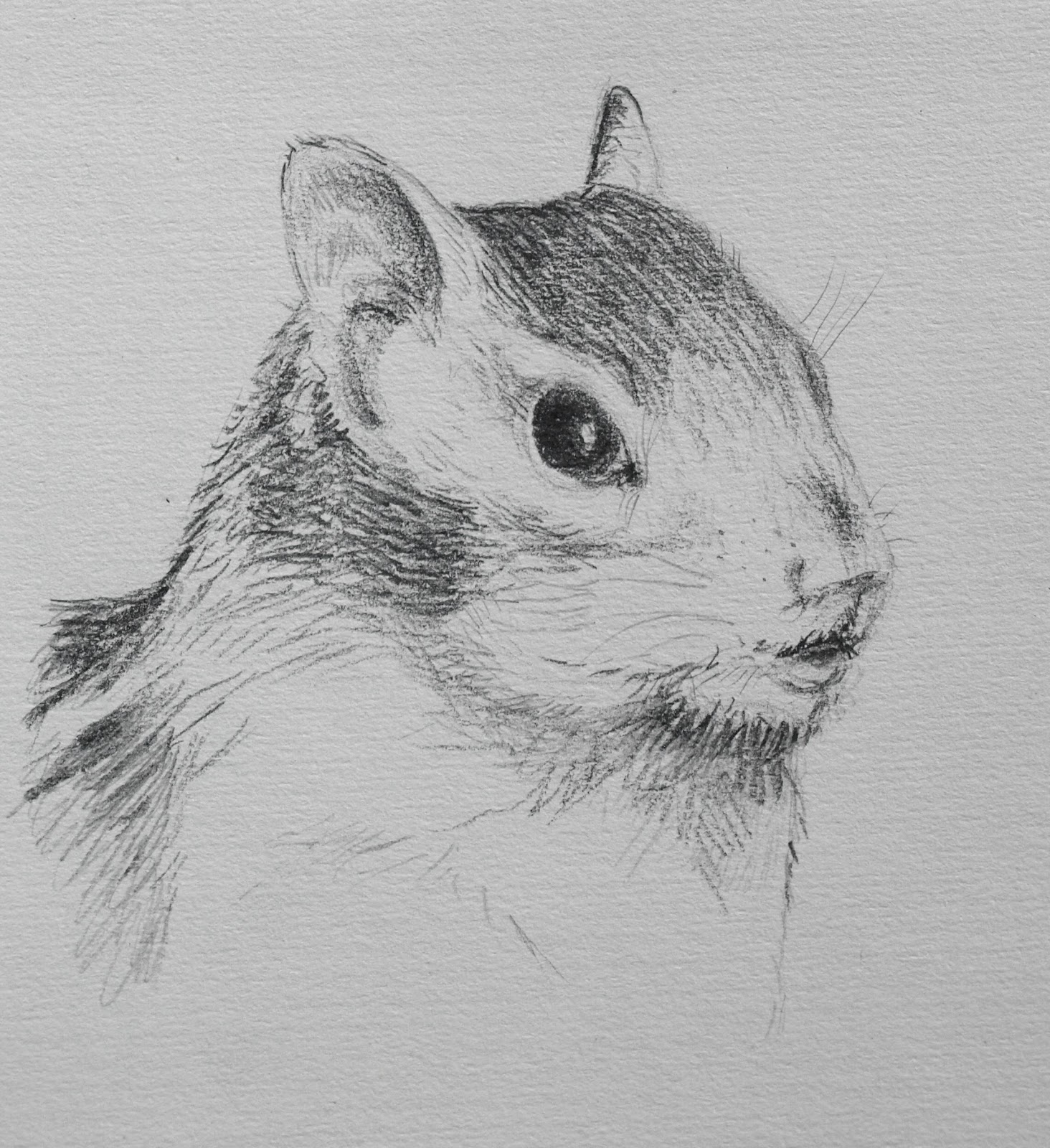 ARTIQUERYROSE: CHIPMUNK DRAWING