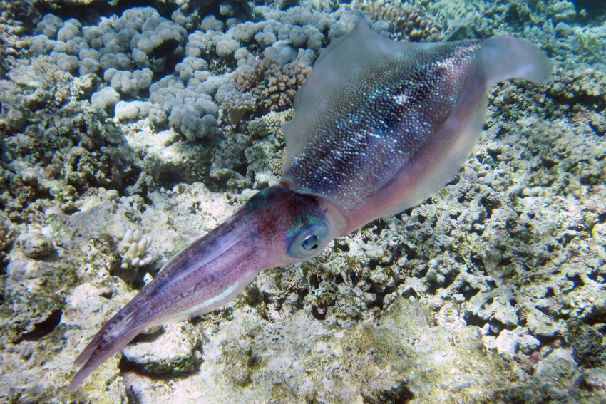 Lucey Blue: Bait Reef Snorkelling