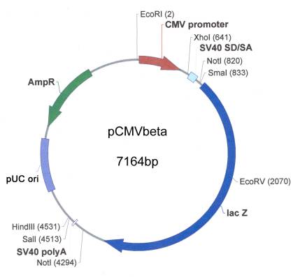 Institute of Bioinformatics and Applied Biotechnology: Plasmids