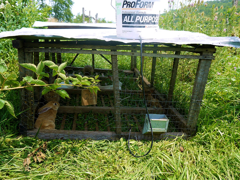 Being the Secret Ingredient: Braised Short Ribs and Polyface Farms