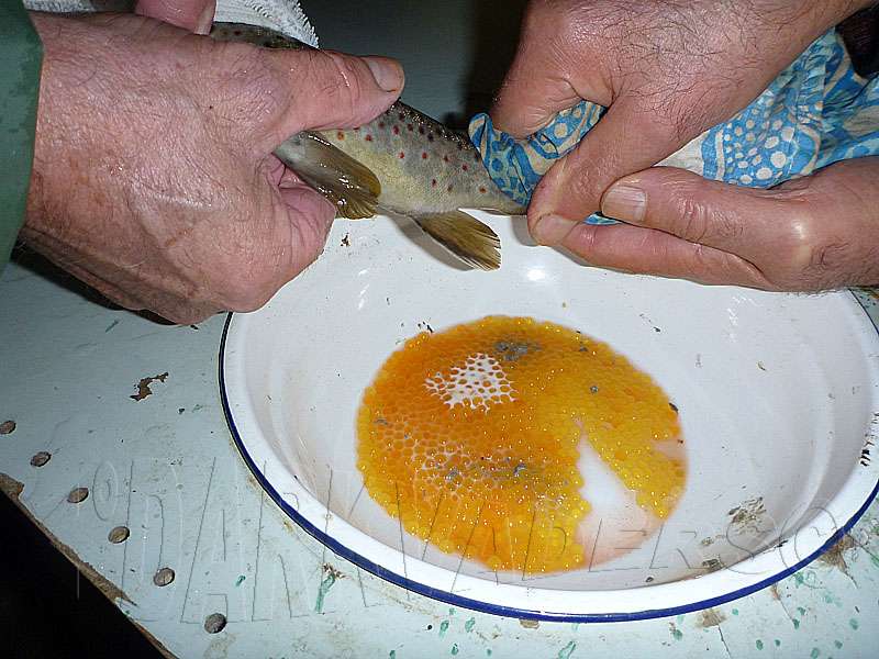 Dark Vaders: Les truites fario d'Epinal - Partie 1