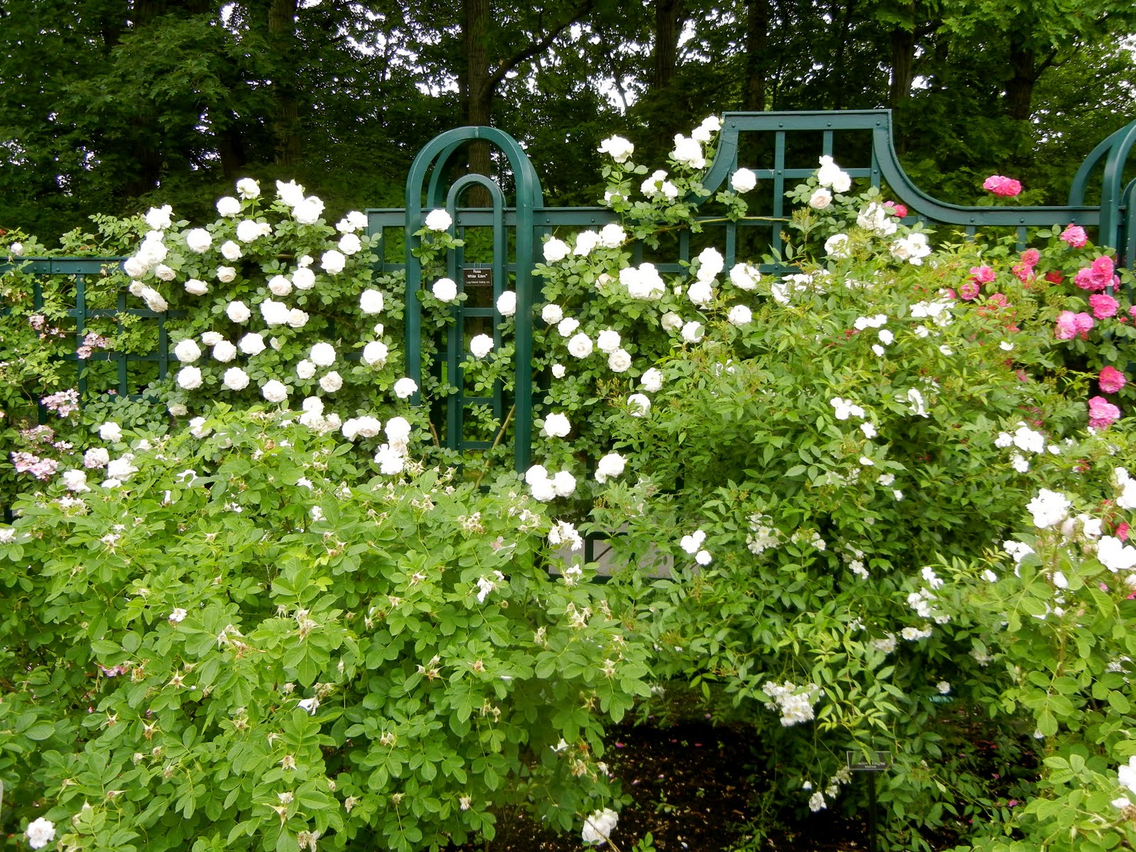 About New York: Roses