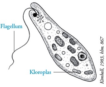 Filum Euglenophyta (Euglenofita) : Pengertian Ciri-ciri Contoh Reproduksi Contoh Struktur Sel