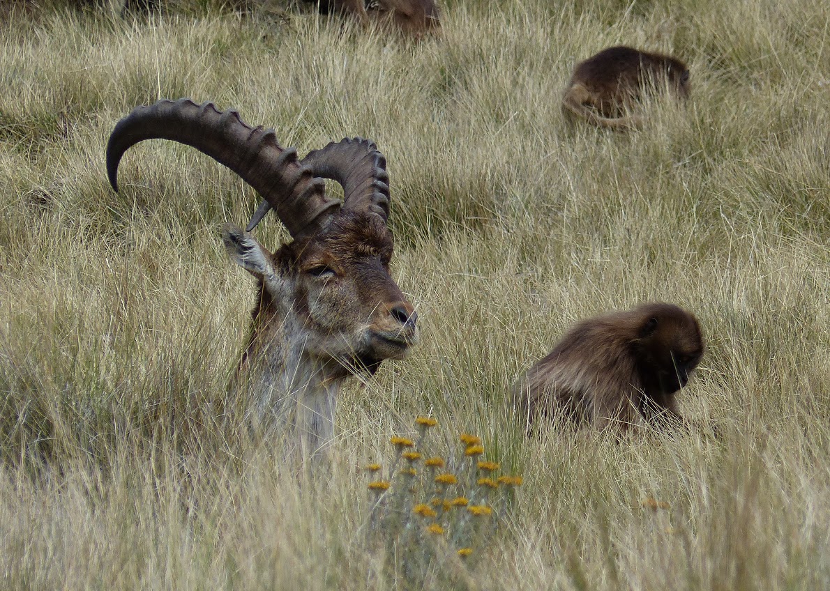 Espacio dedicado a la naturaleza: Ibice de Walia (Capra walie)