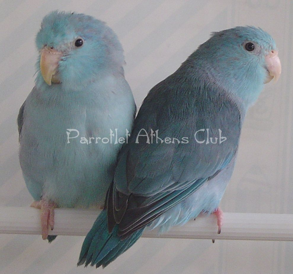 Parrotlet Athens Club: Parrotlet - Breeders Athens Greece