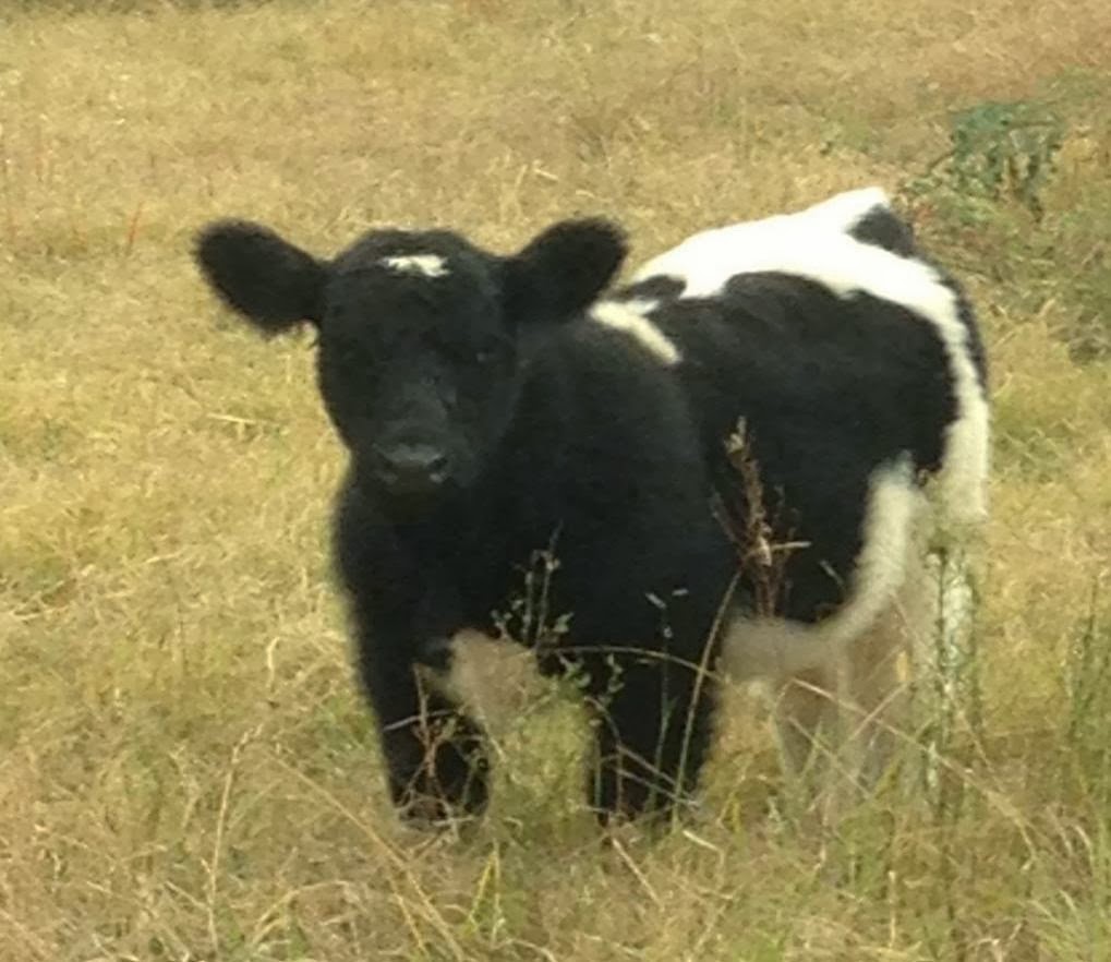 DIAMOND G CATTLE CO.: Lott Show Cattle - Oklahoma