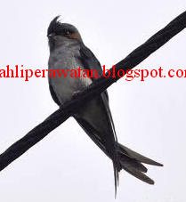 Ketahui Macam-macam Jenis Burung Walet Super - Tips And Trick Merawat ...