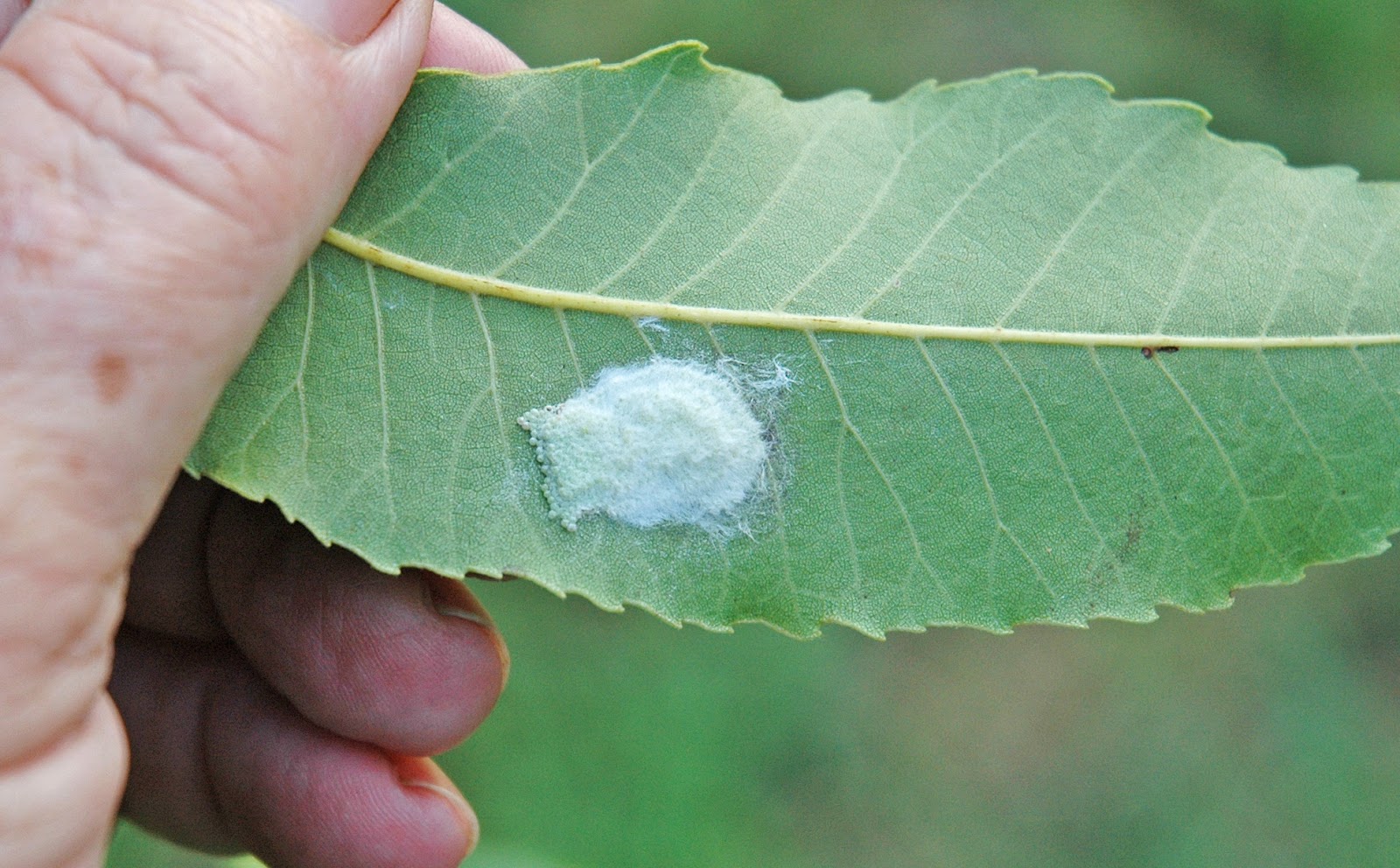 Northern Pecans: Second summer generation Fall webworm egg masses spotted