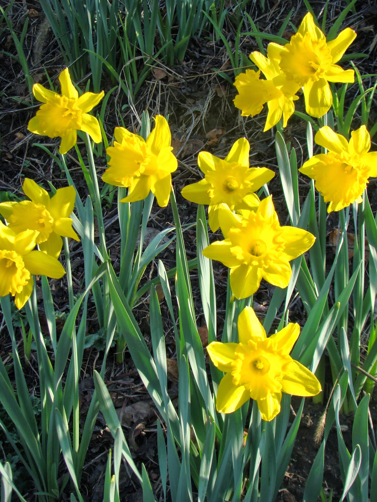 NY Botanical Garden - a Springtime Delight