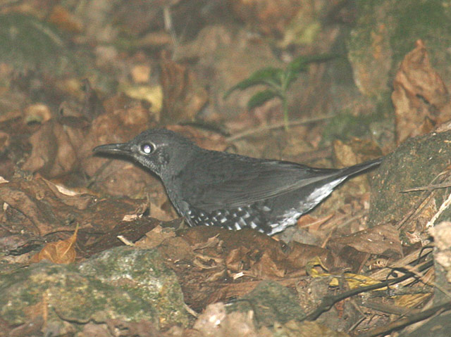 Burung Anis Bata (Merah) - Orange-headed Thrush (Zoothera citrina ...