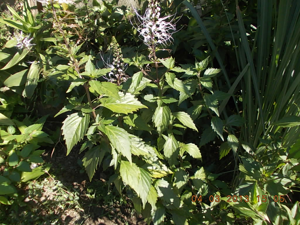 Cheap Cures (Affordable Health Care): Taheebo, (balbas pusa) is anti ...