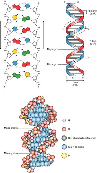 savvy-chemist: Condensation Polymers (4) DNA (DeoxyriboNucleic Acid)