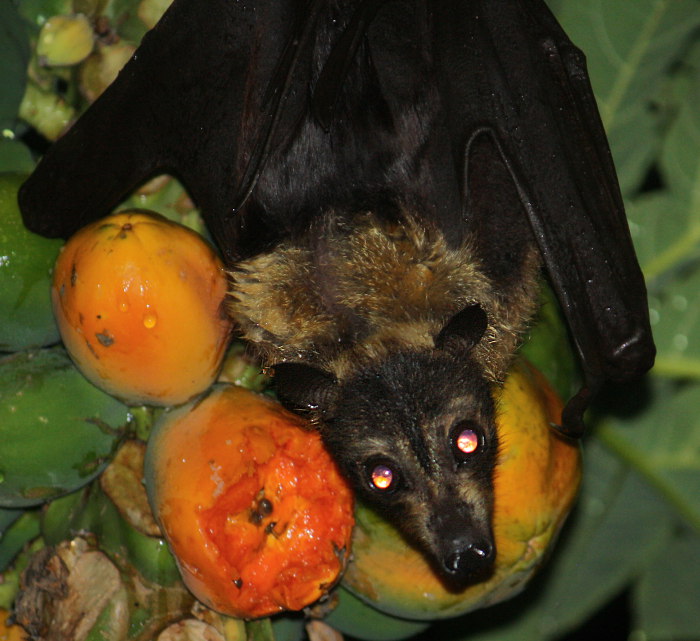 Spectacled Flying-fox Pteropus conspicillatus