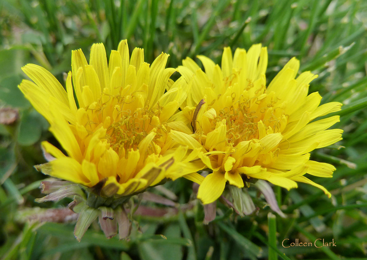 The Turn-Up Patch: The Dandelion and Change