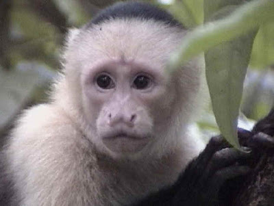 Animals World: white monkey