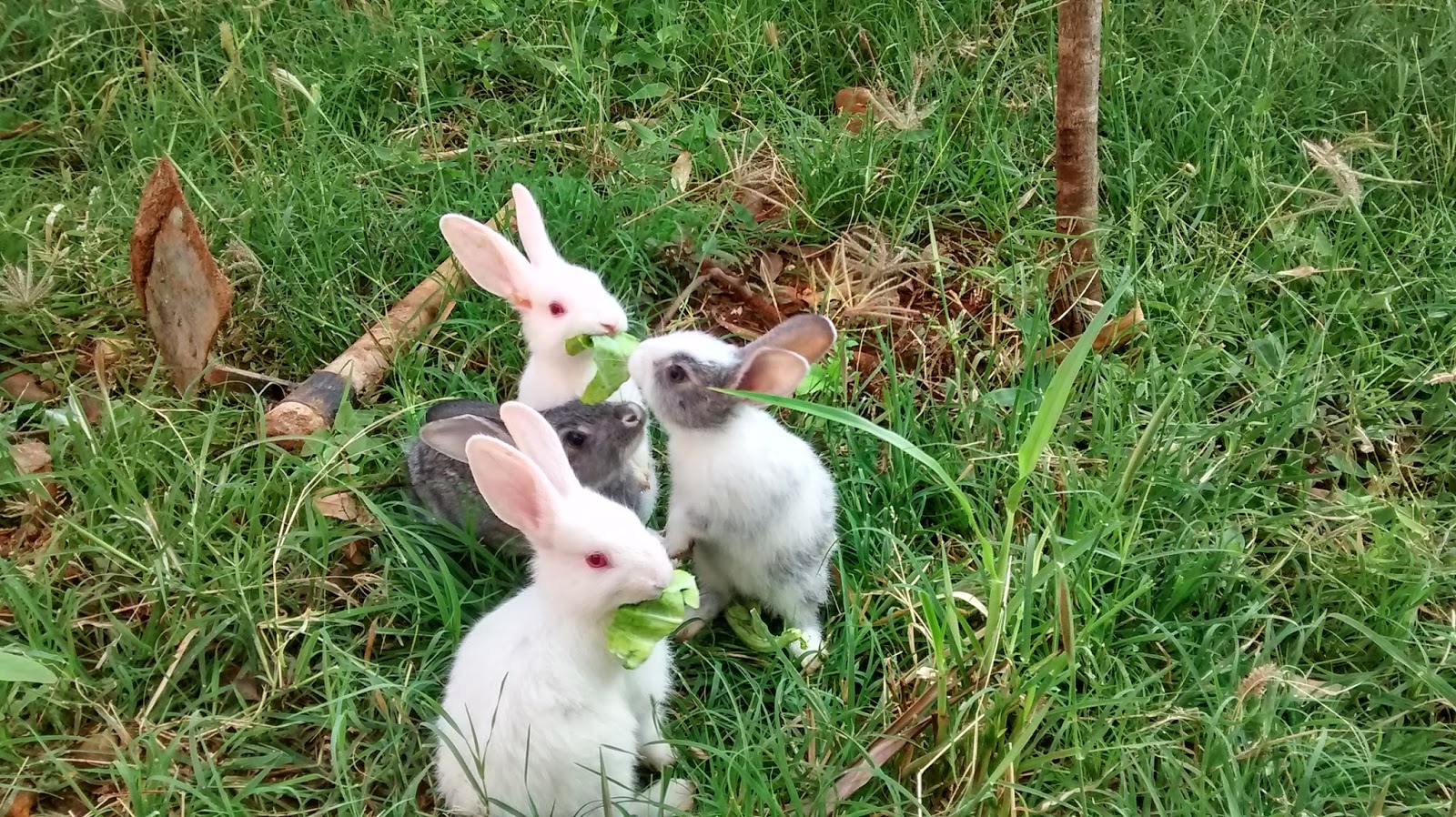 Rabbit - Health and medicine