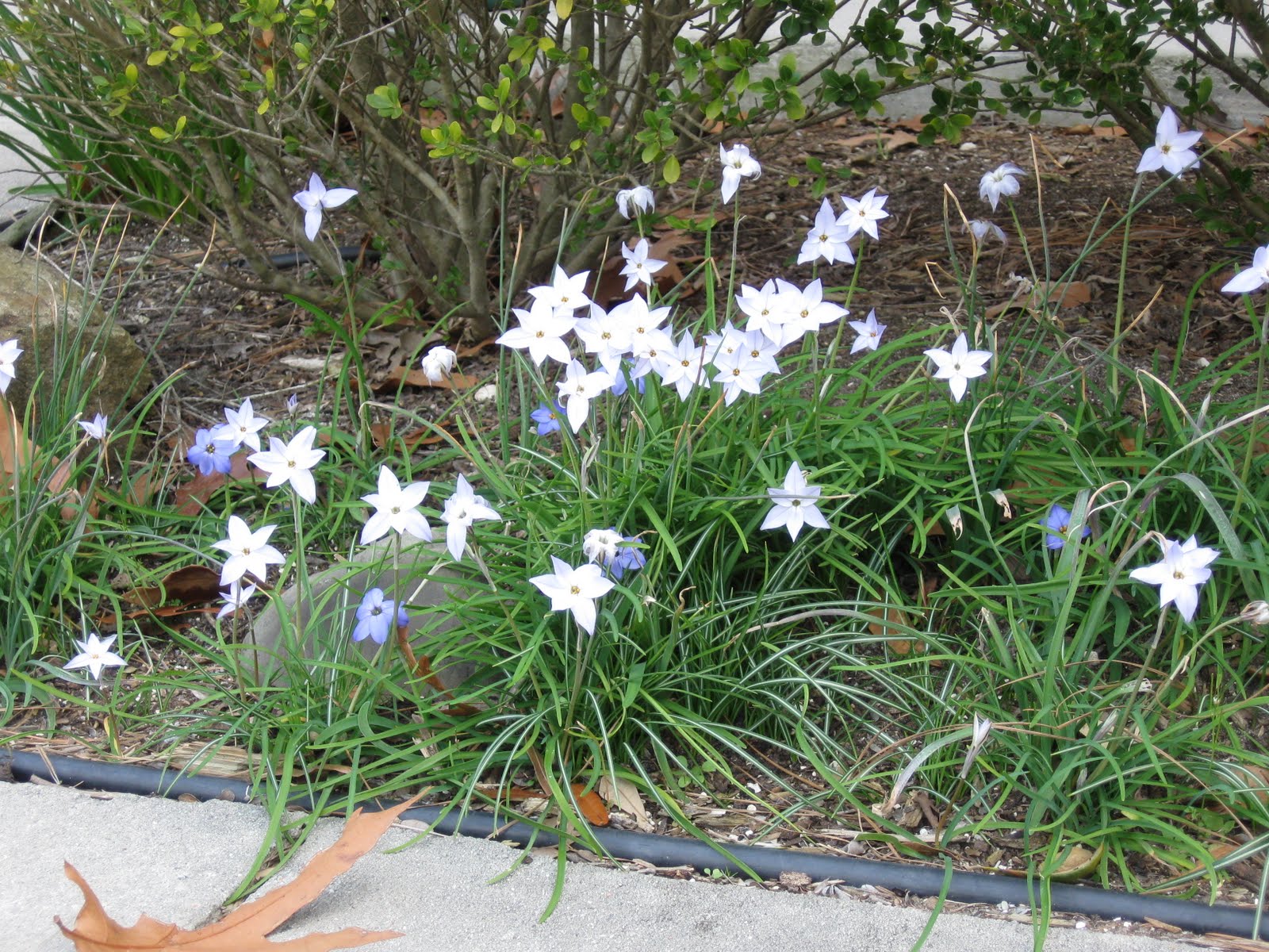 Gardening From the Ground Up: OH, DEER—PLANTS LIST 2