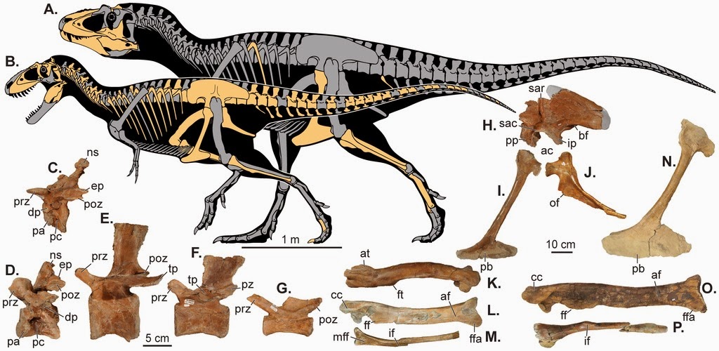 Species New to Science: [Paleontology • 2013] Lythronax argestes ...