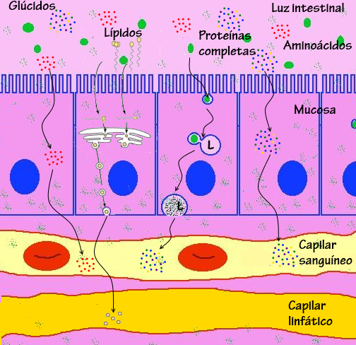 Biología y Geología 3º ESO: Nutrición y alimentación (2): El aparato ...