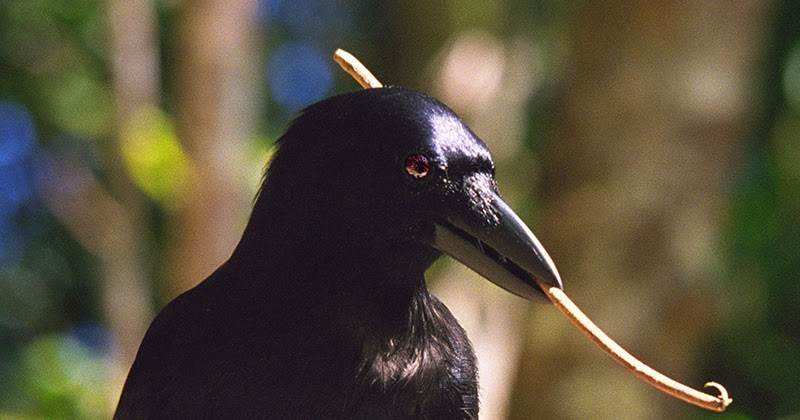 Southern Rockies Nature Blog: Corvids Are Smart and Have a Better PR Agency