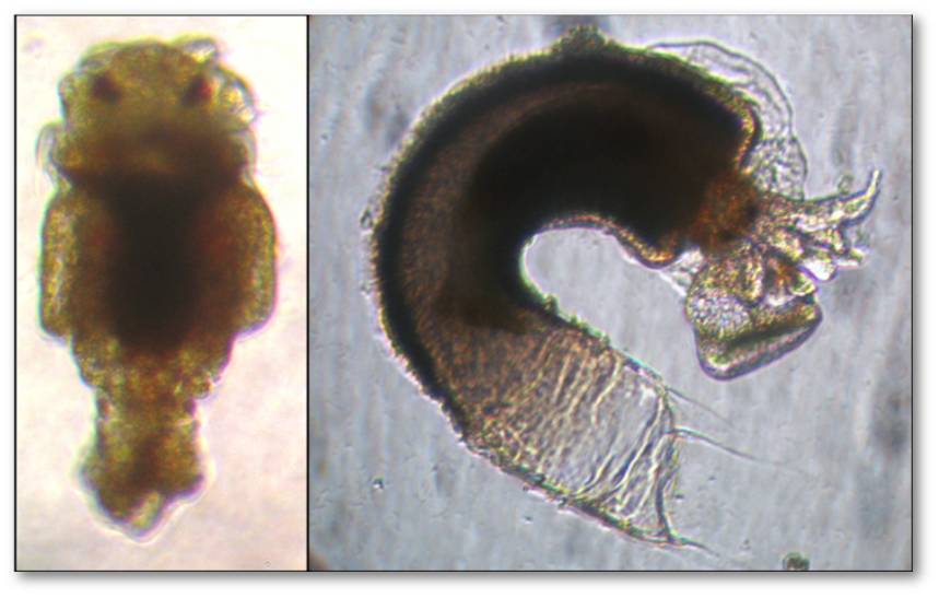 Real Monstrosities: Spirorbis