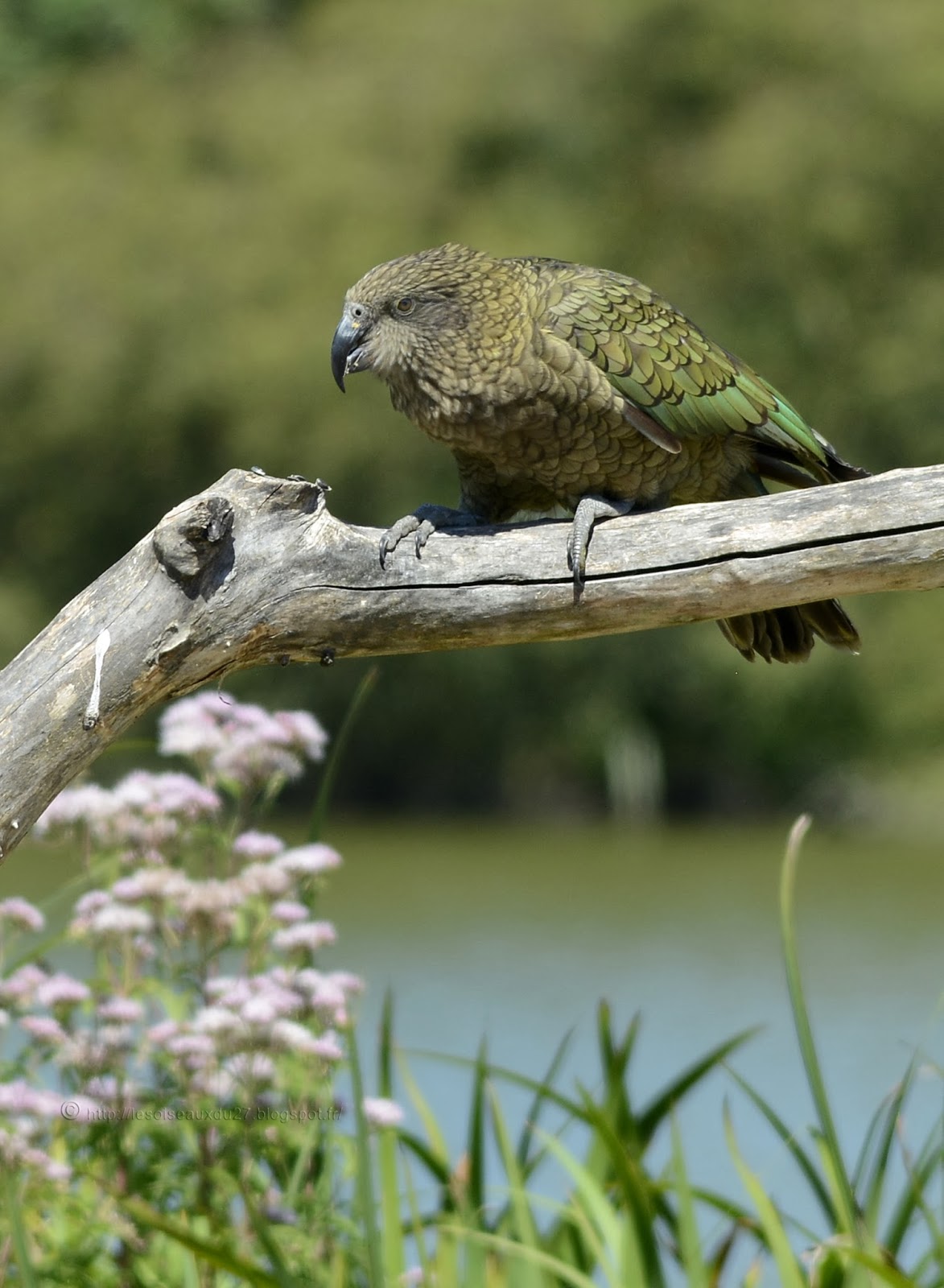 Les oiseaux du 27: Le Nestor kéa, Nestor notabilis