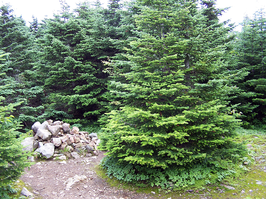 Hiking in the White Mountains: Willey Range with Lee and Dion