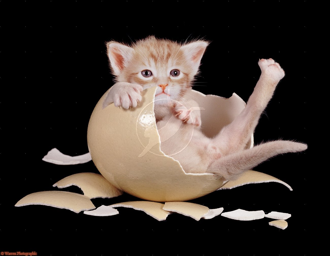 Ova Achiever: Vagina Glue + Sticky Embryos