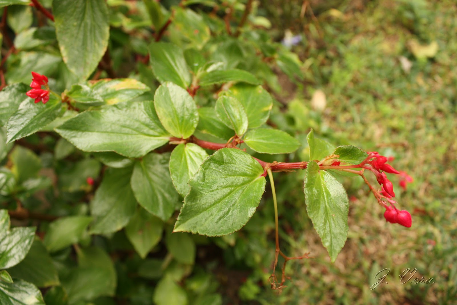 Un jardín en Málaga: Begonia foliosa
