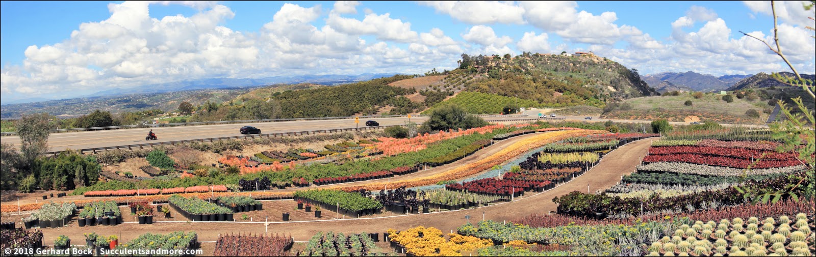 Waterwise Botanicals: succulent heaven (part 2 of 2)