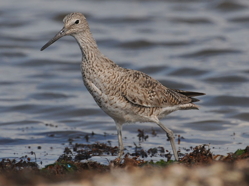 Nature Cameos: Some shorebirds of the Bolivar Peninsula, Texas,