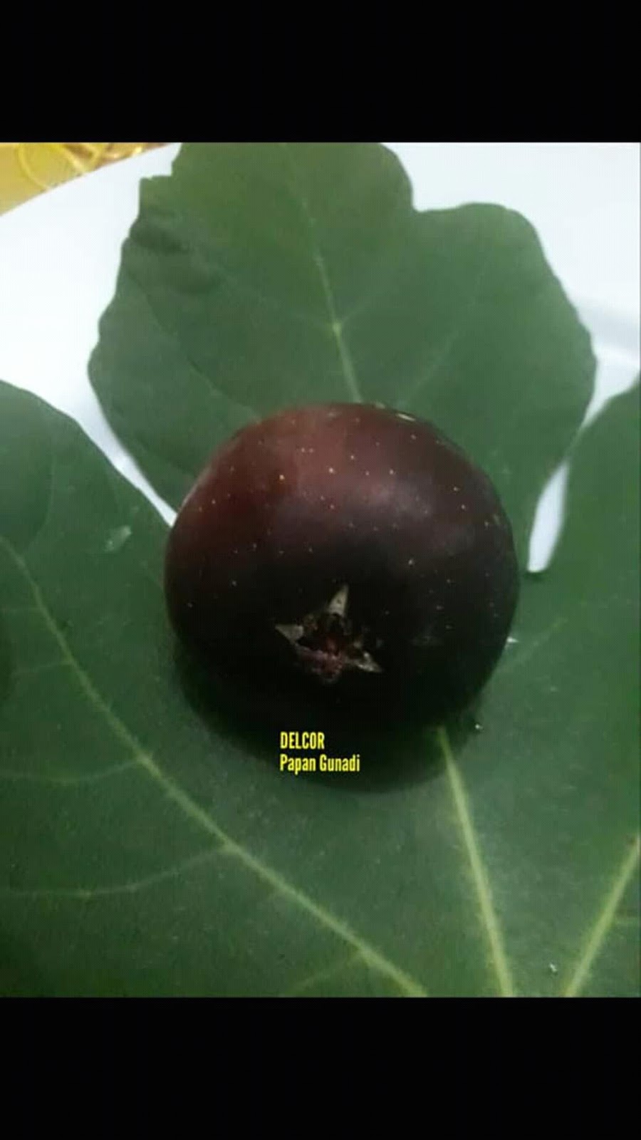 Del Cor Fig - Var Tin