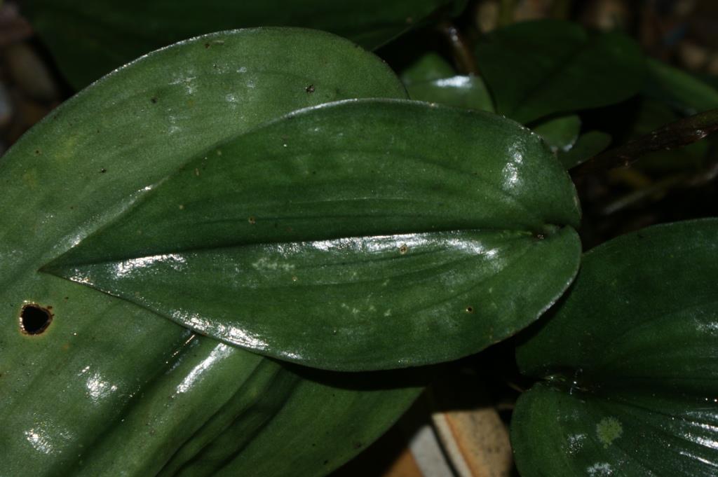 Tainia crassa (H.Turner) J.J.Wood & A.L.Lamb, 2008