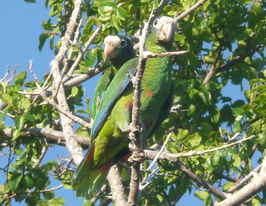 Stuart Marsden's Conservation Research Group: Parrots and parakeets in ...