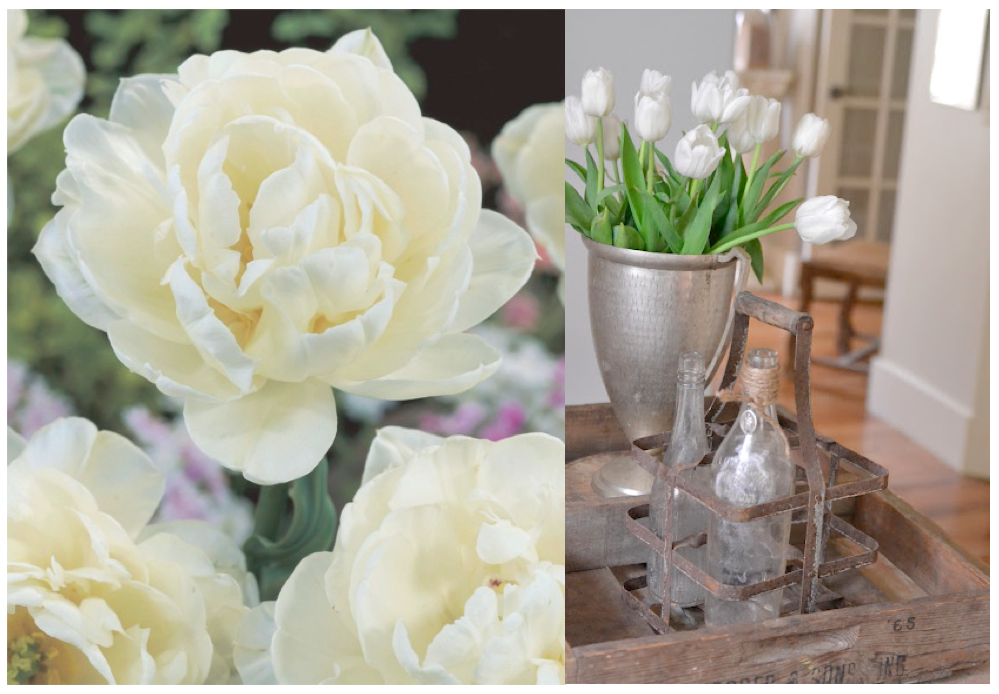 CRAFT & CONSUMPTION: Gardening: White Tulip Plans
