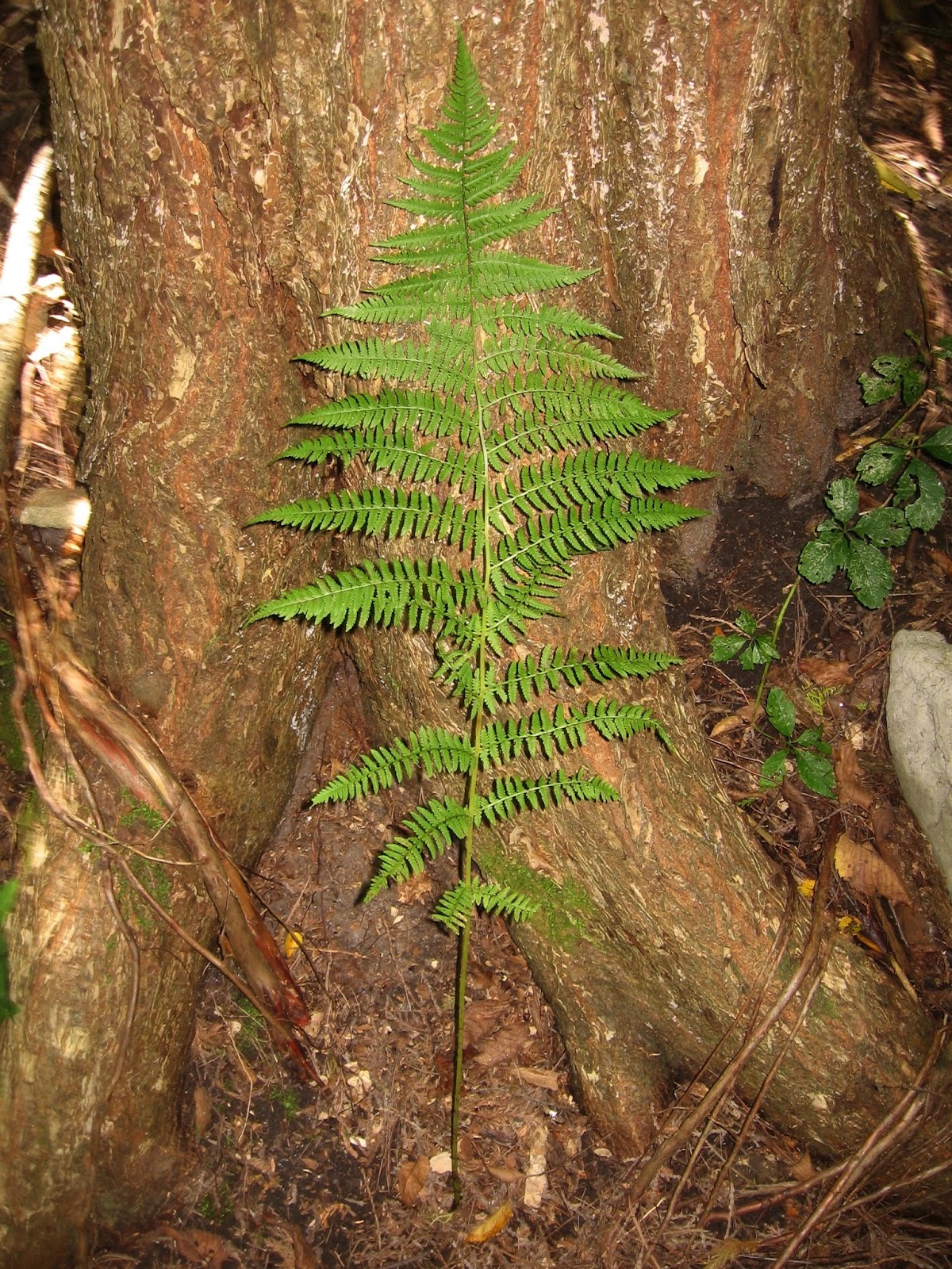 Tangled Web: Northern Lady Fern (Athyrium filix-femina)