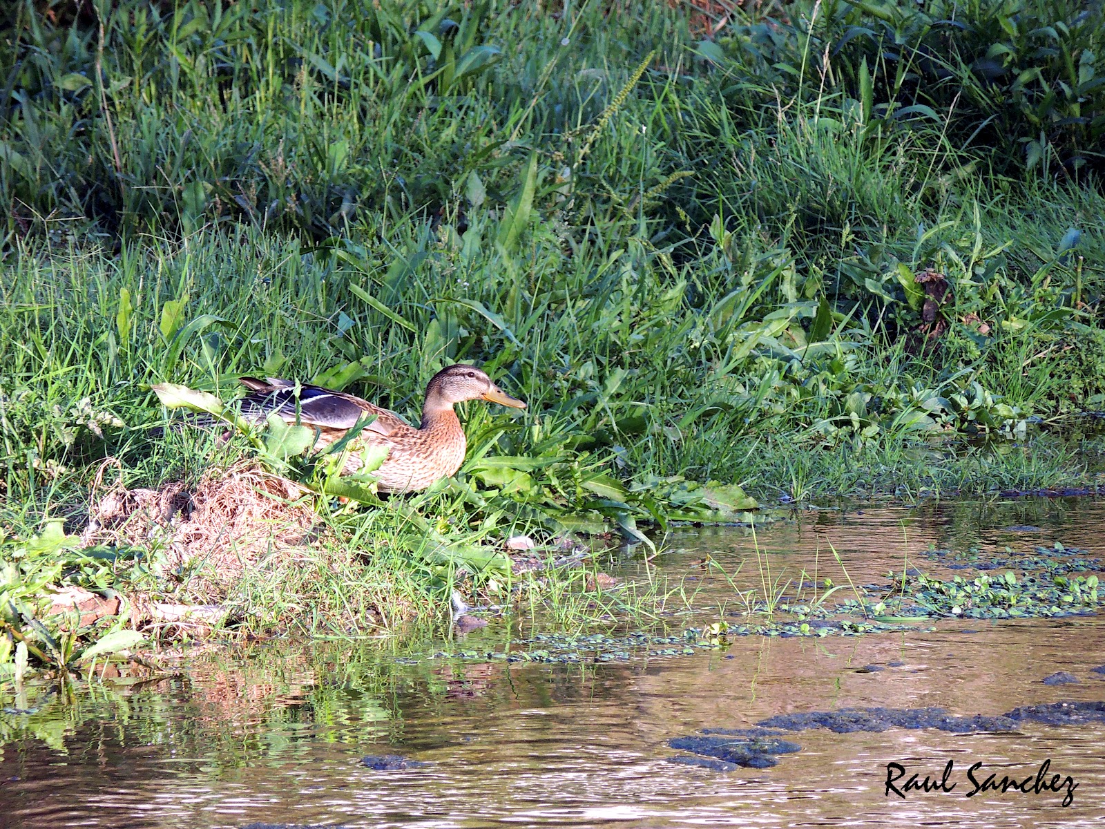 Naturaleza Viva : EL Pato de Rio ( Familia Anatidae )
