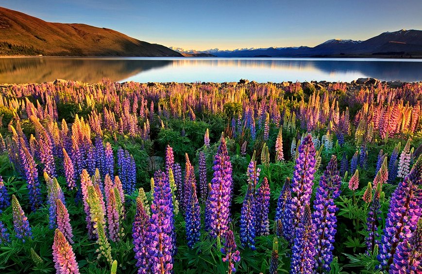 Keindahan Bunga dan Alam Semulajadi - Relaks Minda